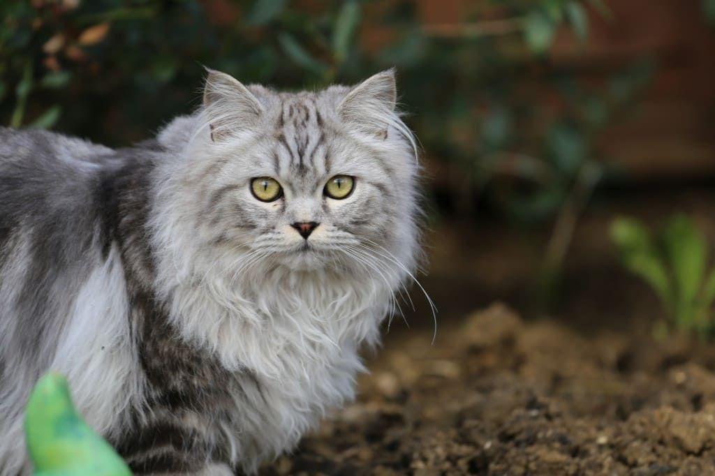 La dermatite par allergie aux piqures de puces ou DAPP chez le chat ...