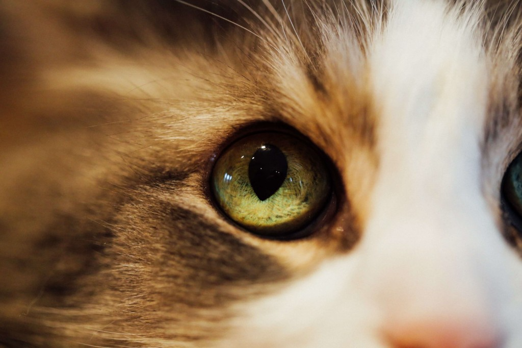 Vision du chat : voyez exactement comment voit le chat ! – Vetocanis