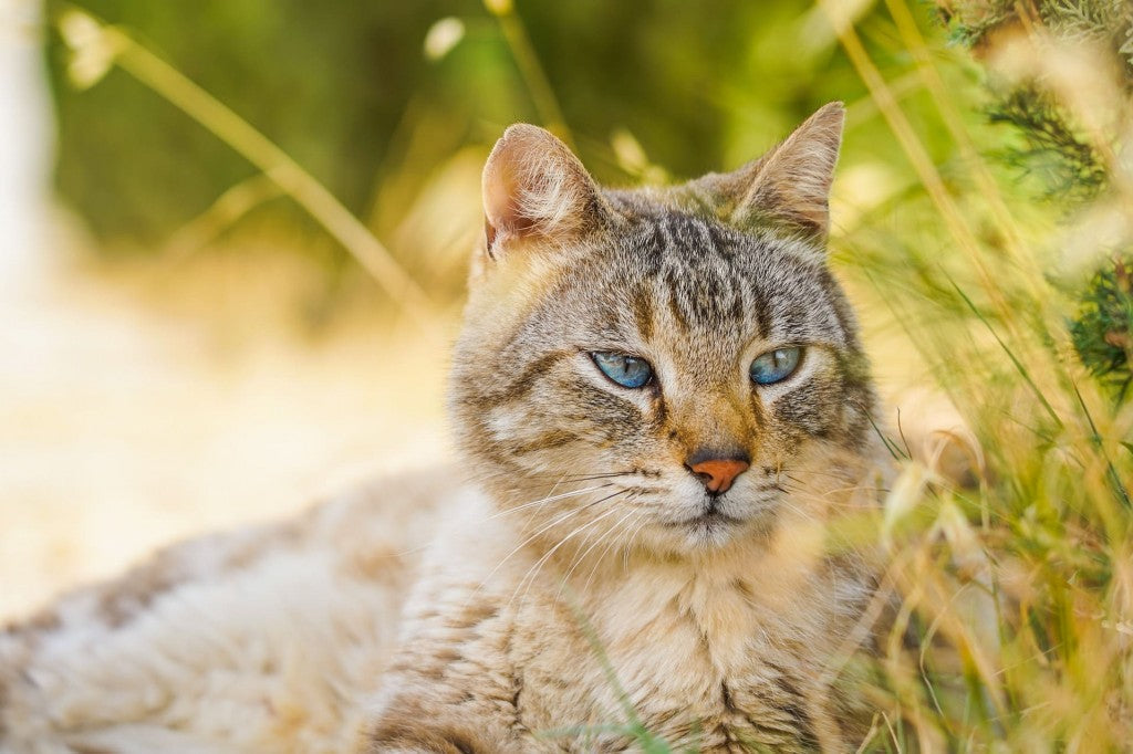 Aoûtats du chat : symptômes, traitements naturels et prévention | Vetocanis