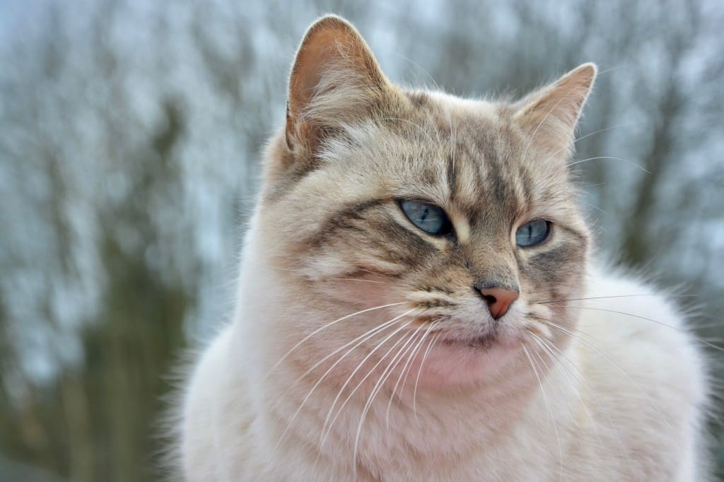 La dermatite par allergie aux piqures de puces ou DAPP chez le chat ...