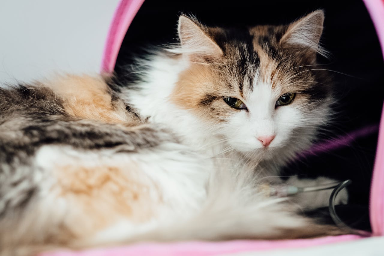 L’otite chez le chat : symptômes, causes et traitement – Vetocanis