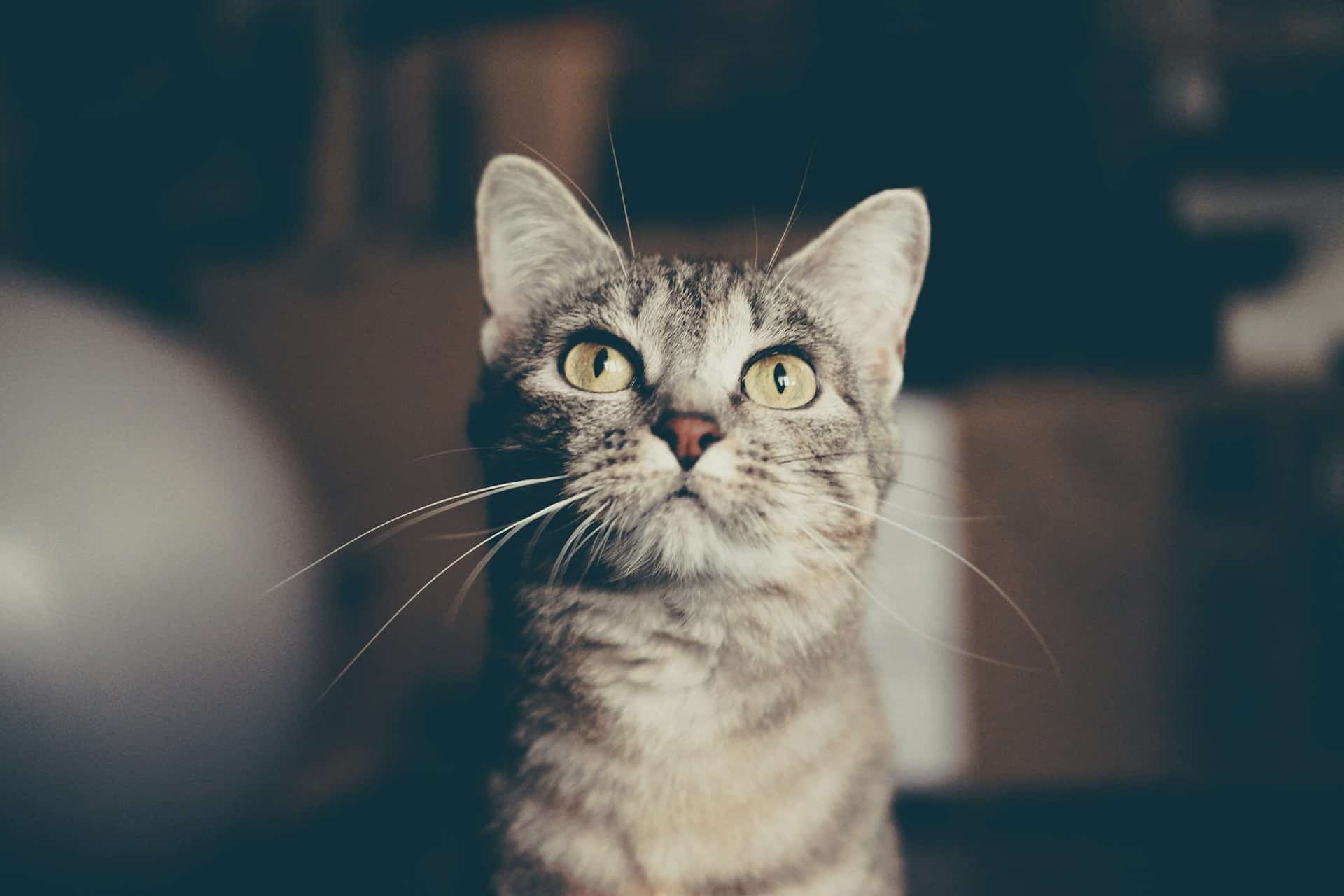 L’otite chez le chat : symptômes, causes et traitement – Vetocanis