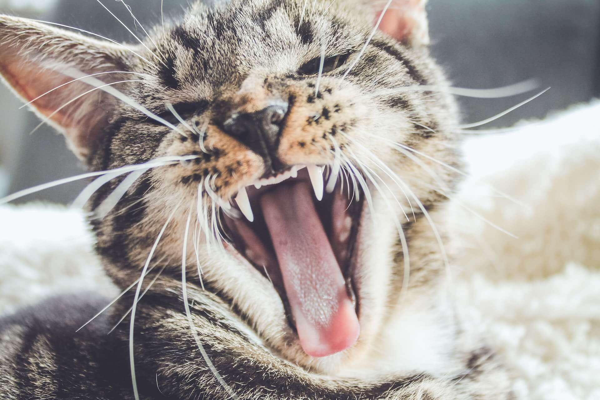 Dentition du chat : ce que vous devez savoir ! – Vetocanis