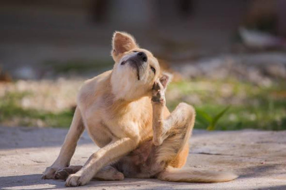 L'ichtyose chez le chien : causes, symptômes, traitement – Vetocanis