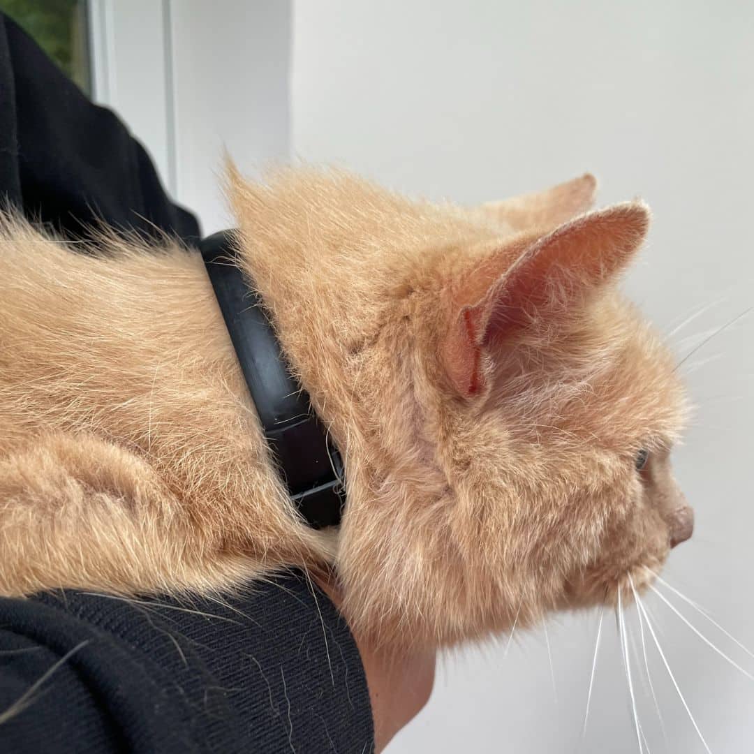 Collier Anti-Puces Anti-Tiques Répulsif pour Chat et Chaton – Vetocanis